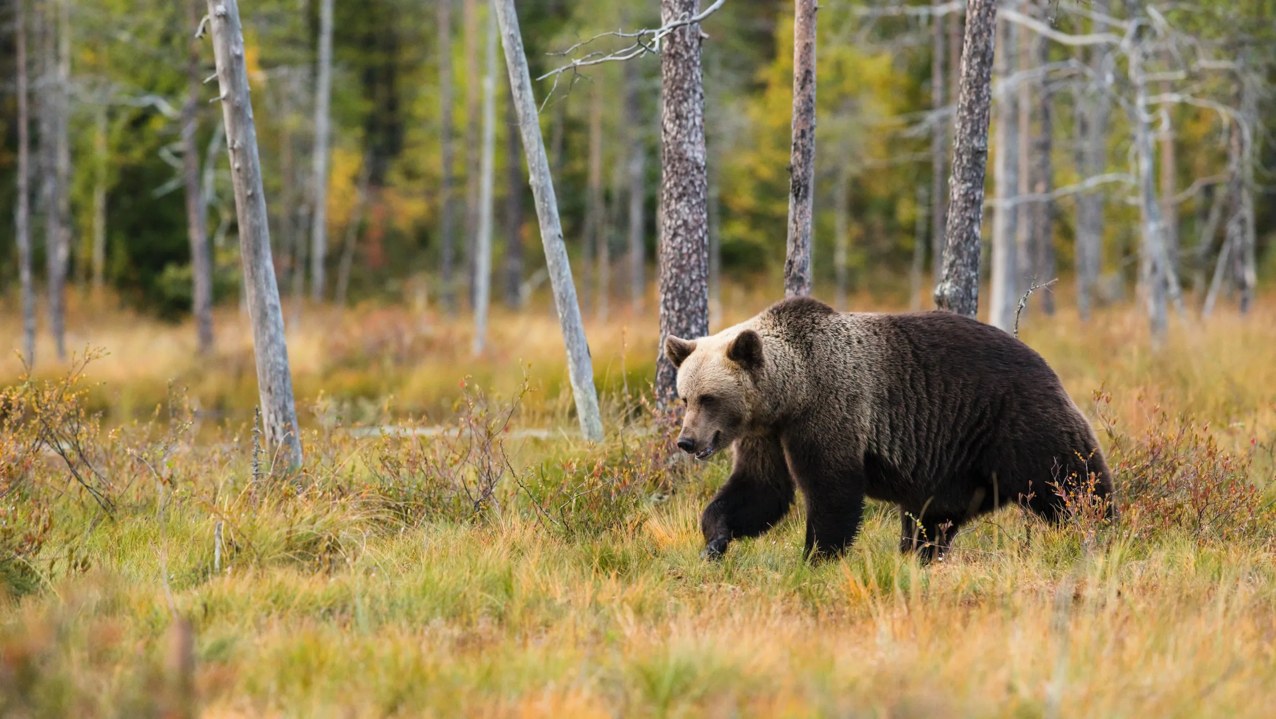 When a Bear visits the woods…. | Valent Applications